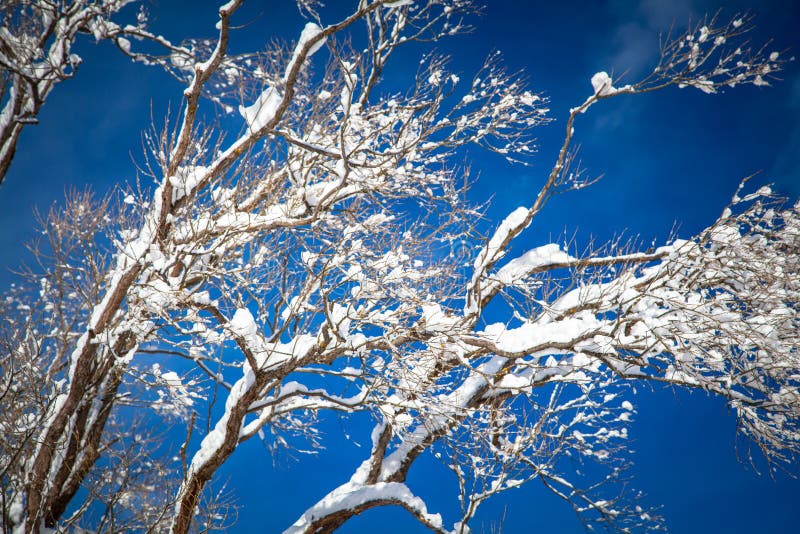 Snowy branch stock image. Image of wood, snowy, trees - 49905795