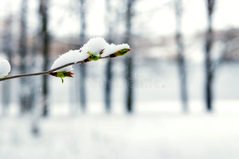 A Snowy Branch of a Tree with Young Green Leaves in the Forest during ...