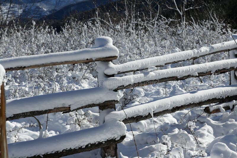 Snowy branch stock photo. Image of weather, tree, purity - 84365644