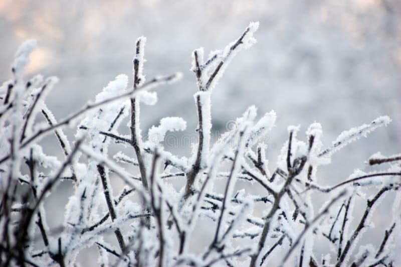 Snowy Branches stock photo. Image of tree, blizzard, branchy - 11858090