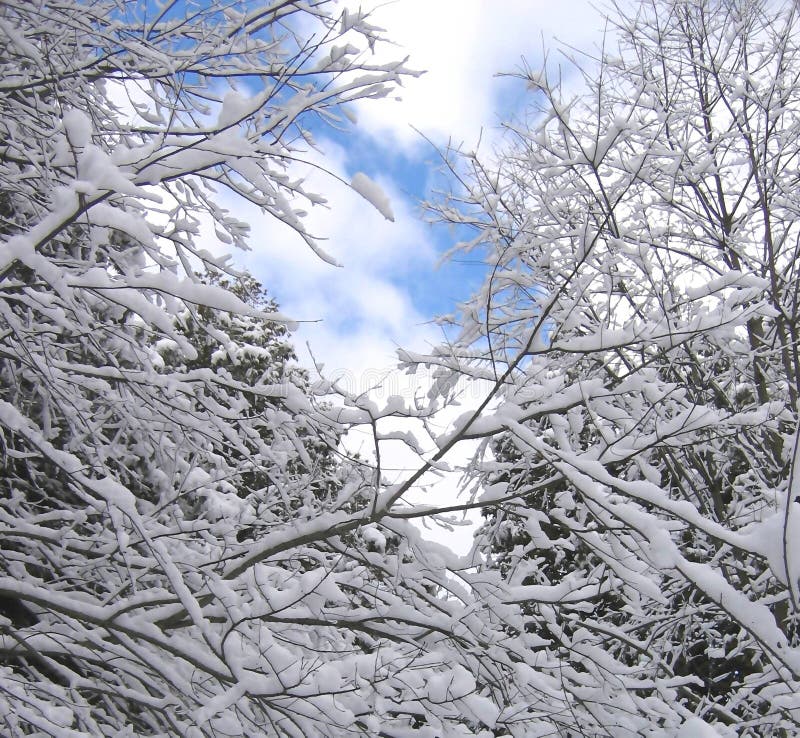Snowy Branches Picture. Image: 1682438