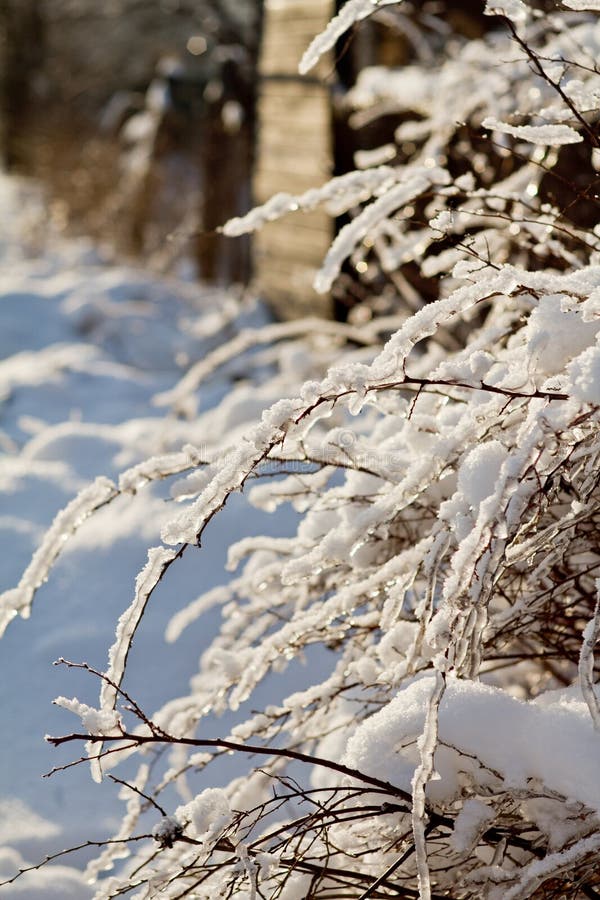 Snowy branches stock photo. Image of branch, white, nature - 23702330