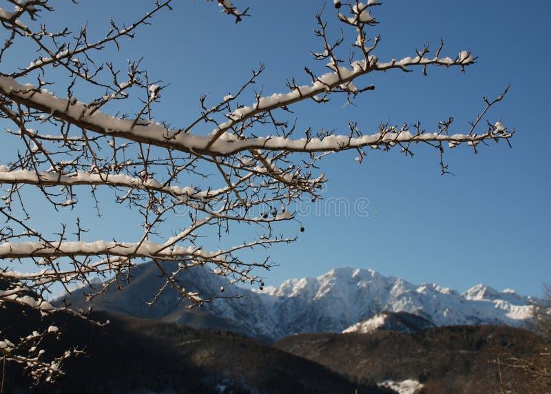 Snowy Branches stock photo. Image of bare, mountain, white - 7688188