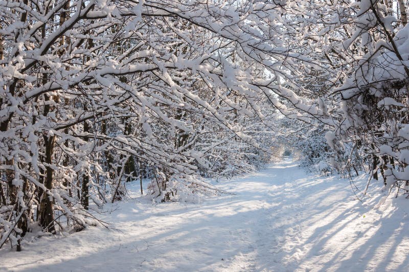 Snowy Branches Above a Forest Trail Stock Photo - Image of freshly ...