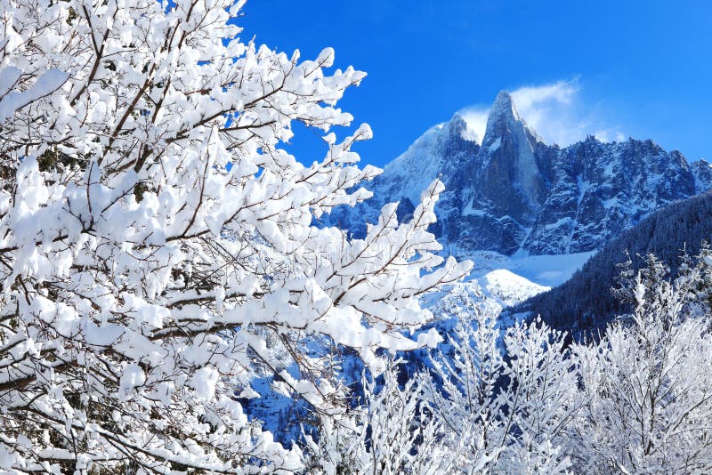 Snowy Branches on the Background of the Alps Stock Image - Image of ...