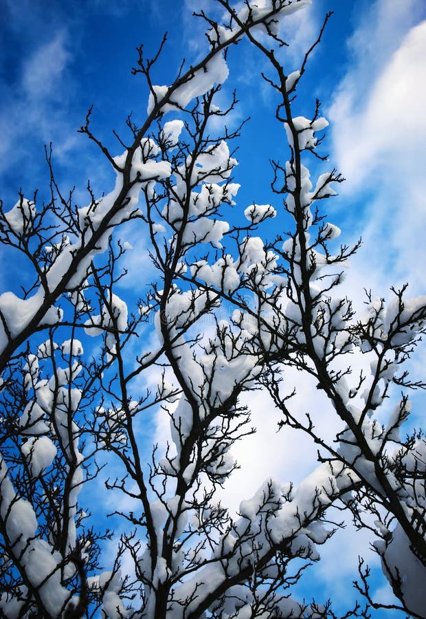 Snowy branches bush stock image. Image of beautiful - 109428571