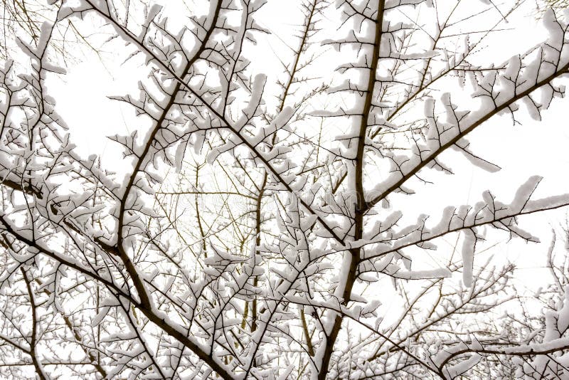 Snowy branches stock image. Image of nature, trees, winter - 35075525