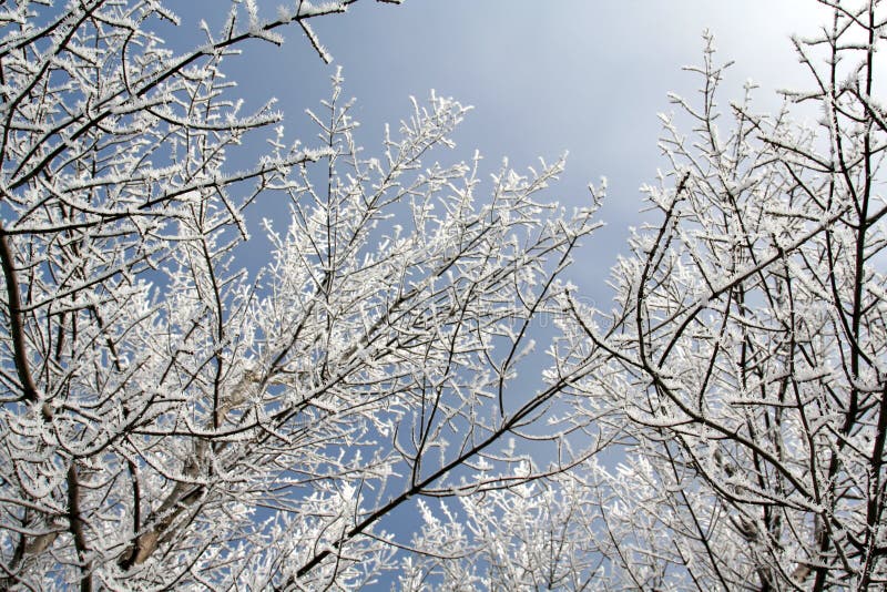 Snowy Branches Overhead stock photo. Image of twig, completly - 3932668