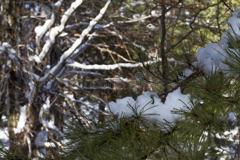 Snowy branches stock photo. Image of branches, winter - 48777982