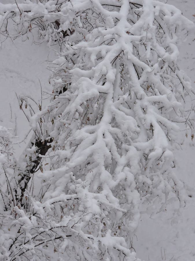 Snowy Branches of Tree in Snowfall in December Stock Image - Image of ...
