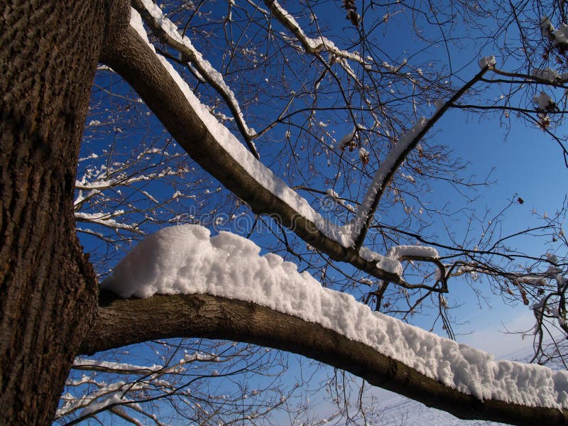 Snowy branches of tree stock photo. Image of winter - 113310376
