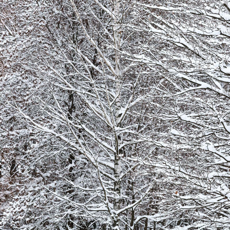 Snowy branches stock photo. Image of frost, january, cold - 35487472