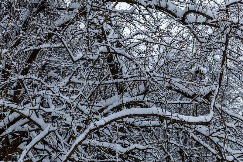 Snowy Branches Twisting in the Woods Stock Image - Image of soil ...