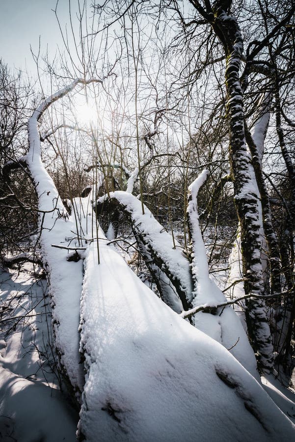Snowy Broken Trees in Winter Stock Image - Image of winter, broken ...