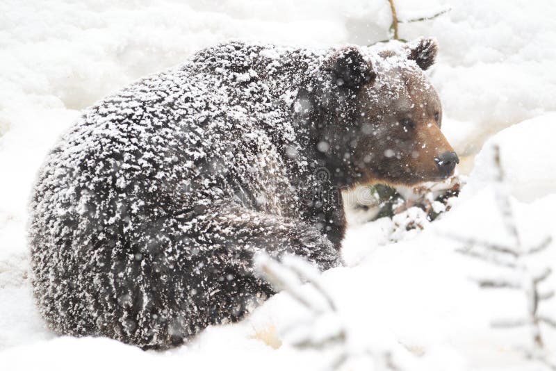 Snowy brown bear stock photo. Image of brown, snowy, ursus - 23567702