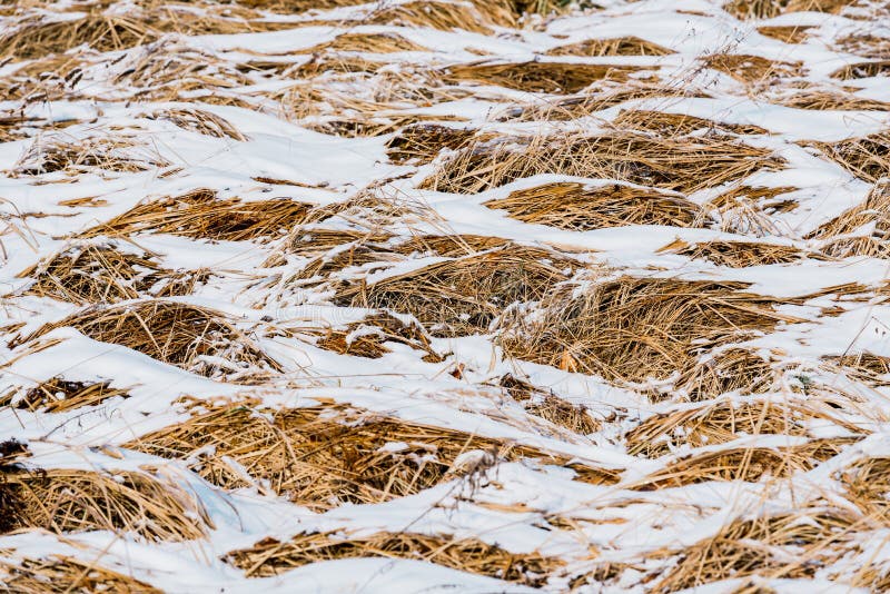 Snowy Brown Grass in Winter Stock Image - Image of nature, landscape ...
