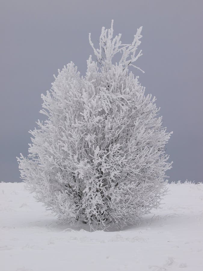 Snowy bush stock image. Image of snowy, heavily, snow - 85094749