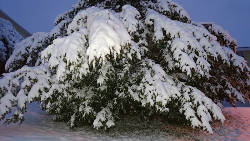 Snowy bush stock image. Image of snowy, heavily, snow - 85094749