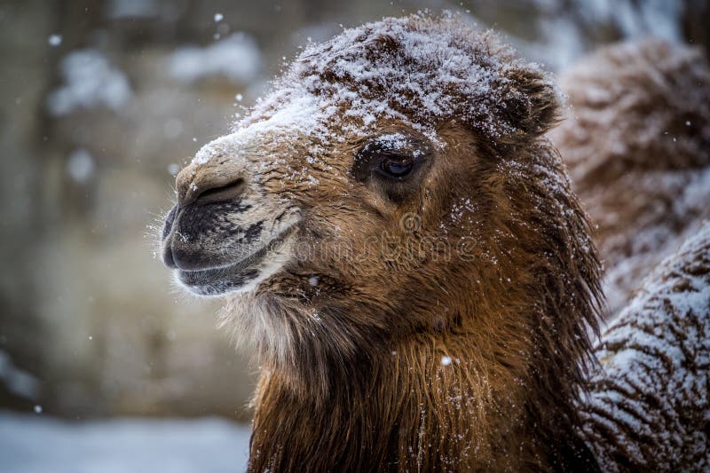 Camel portrait stock photo. Image of bactrian, shaggy - 164585780