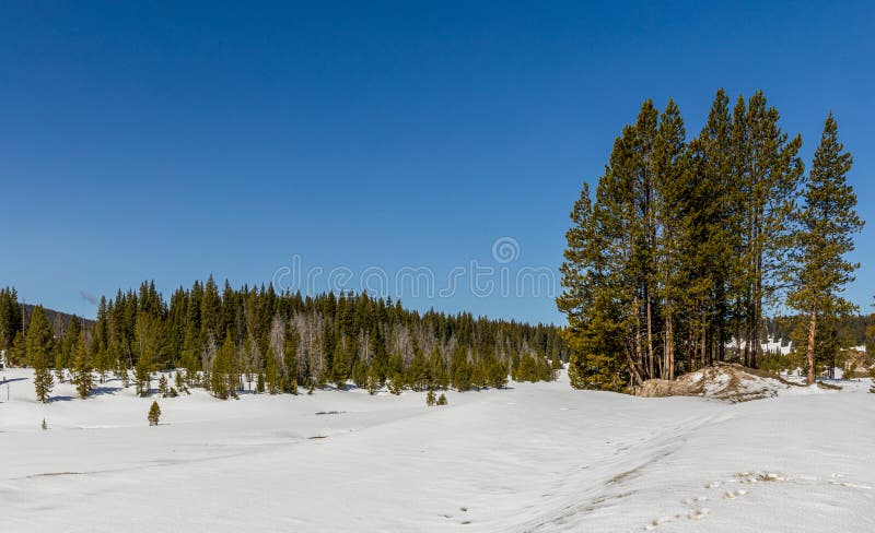 Snowy Cameron Pass in Colorado Stock Photo - Image of pine, environment ...