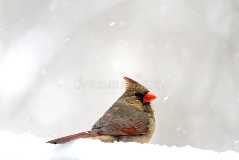 Snowy cardinal stock photo. Image of wildlife, nature - 17792464