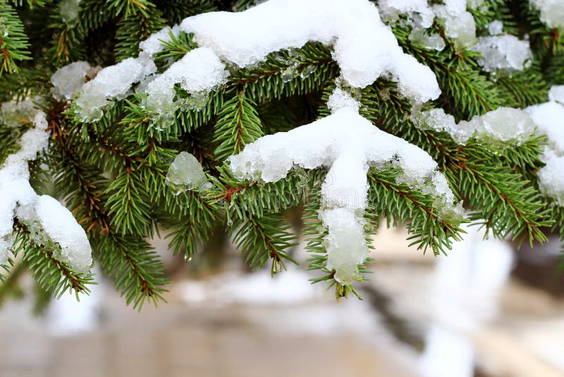 Snowy christmas tree stock photo. Image of christmas - 27524354