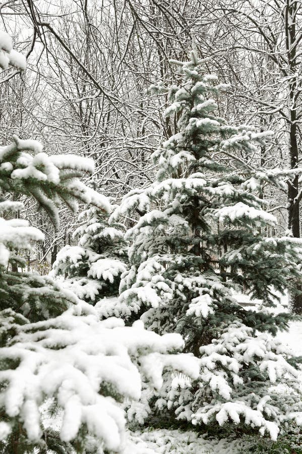 Snowy Christmas Tree in Forest Stock Image - Image of december, calm ...