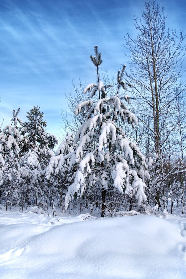 Snowy Christmas Trees and White Forest Stock Photo - Image of snowy ...