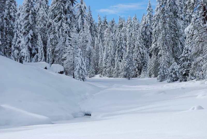 Snowy Clearing stock photo. Image of sierra, cold, trees - 17172020