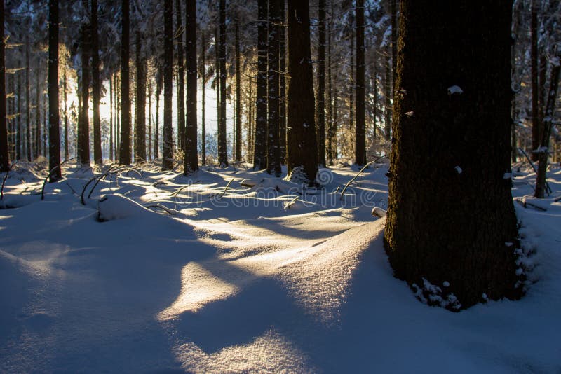 Snowy and Cold Sunny Winter Forest Stock Image - Image of alps, fresh ...