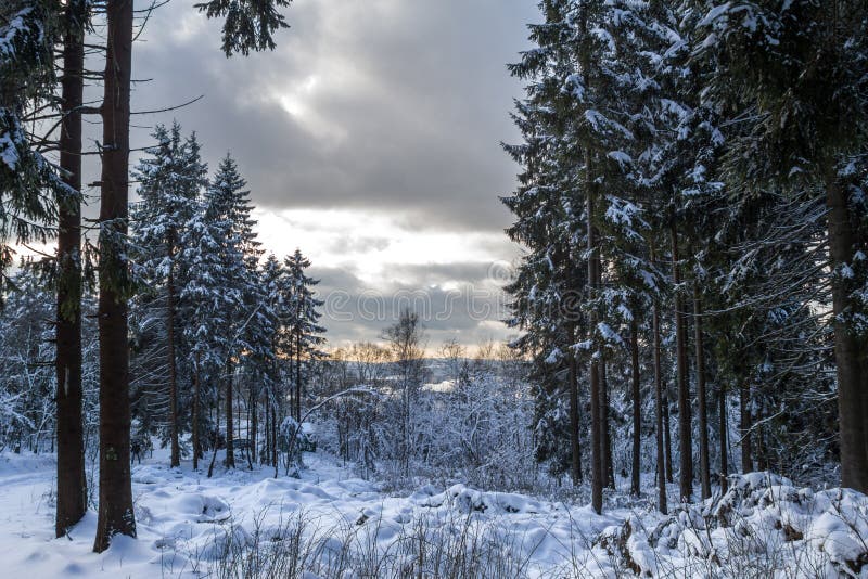 Snowy and Cold Winter Forest Stock Photo - Image of mountains ...