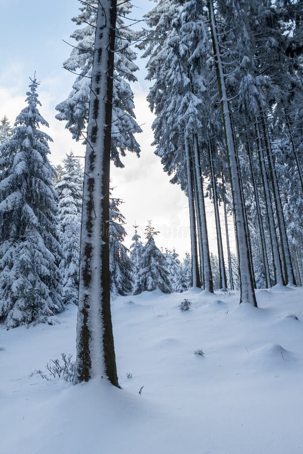 Snowy and Cold Winter Forest Stock Image - Image of hobbies, powder ...