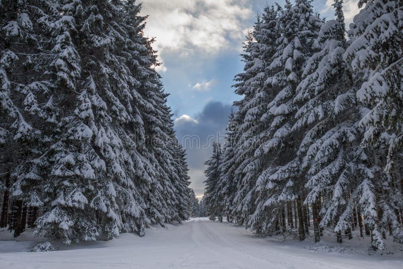 Snowy and Cold Winter Forest Stock Image - Image of area, coniferous ...