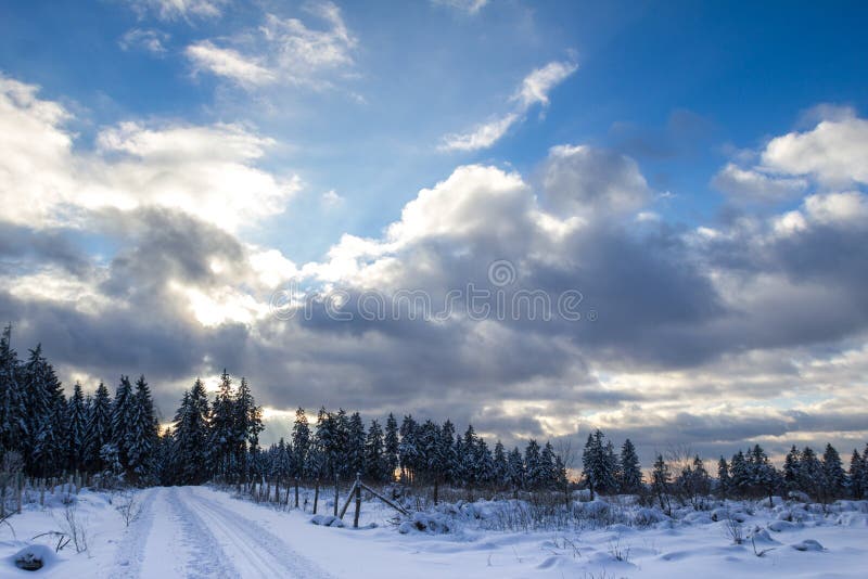 Snowy and Cold Winter Forest Stock Photo - Image of resort, nature ...