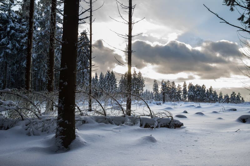 Snowy and Cold Winter Forest Stock Photo - Image of hobbies, freshly ...
