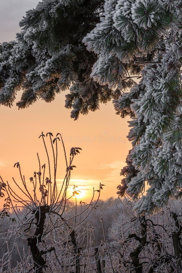 Snowy Cold Winter Sunset, Sunrise Stock Image - Image of winter ...