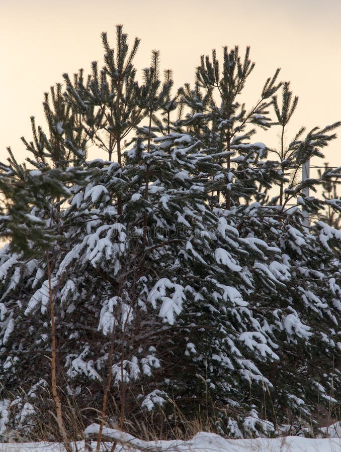Snowy Conifer in the Winter at Dawn Stock Image - Image of white, blue ...