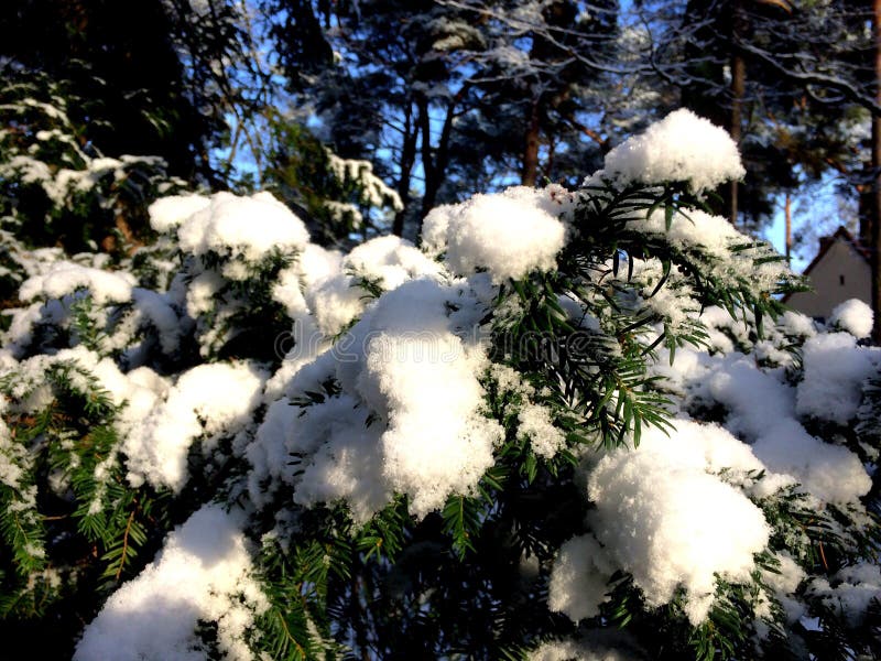 Snowy conifer stock photo. Image of tree, snow, winter - 49514028