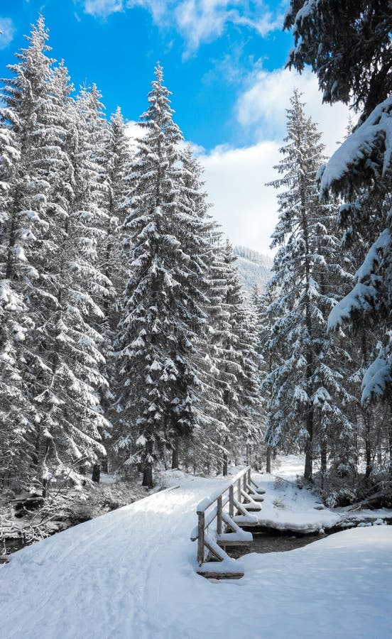 Snowy country stock image. Image of zuberec, winter, forest - 69304119