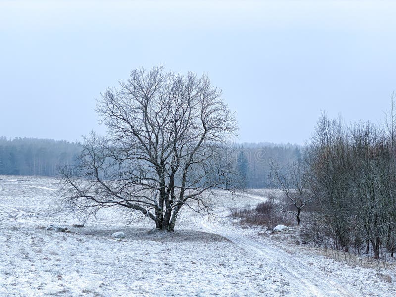 Snowy Landscape. Bare Tree in a Snowy Field Under Grey Winter Sky Stock ...