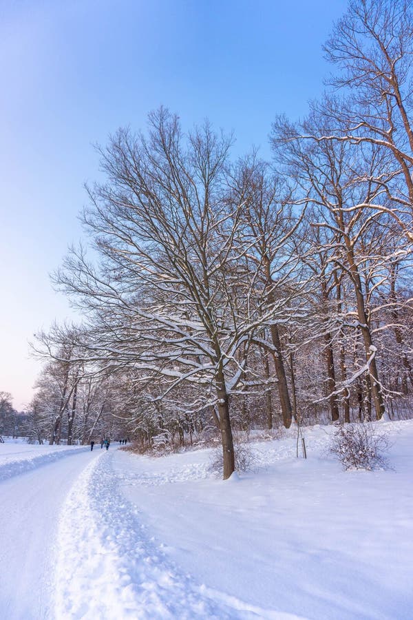 Snowy Countryside Road in Winter Stock Image - Image of season, branch ...