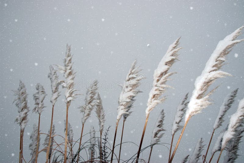 Snowy covered reeds stock photo. Image of long, flakes - 13850680