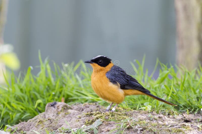 Robin Chat stock image. Image of southern, wildlife, birds - 95206381