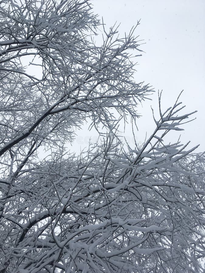 Snowy Crowns of Trees High in the Sky Stock Photo - Image of landscape ...