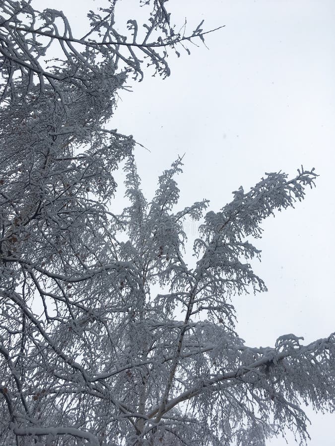 Snowy Crowns of Trees High in the Sky Stock Image - Image of trees ...