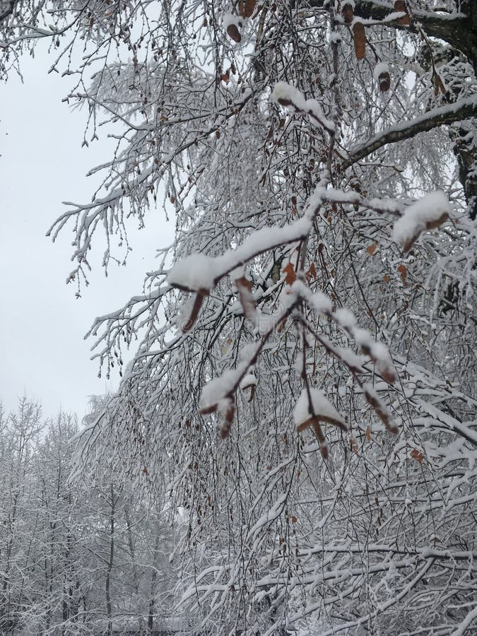 Snowy Crowns of Trees High in the Sky Stock Photo - Image of texture ...