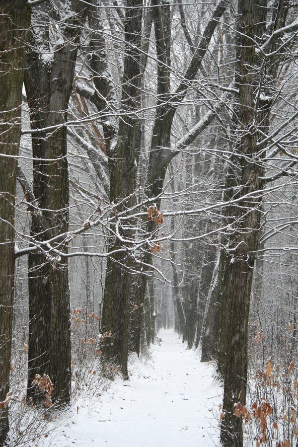 Snowy day stock image. Image of season, nature, extreme - 7975853