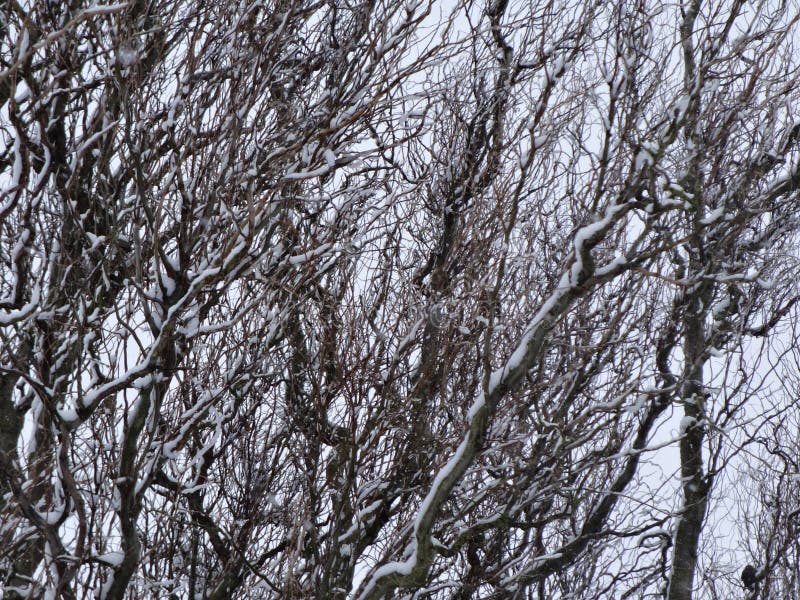 A snowy day stock image. Image of conifers, falling, holiday - 62689141