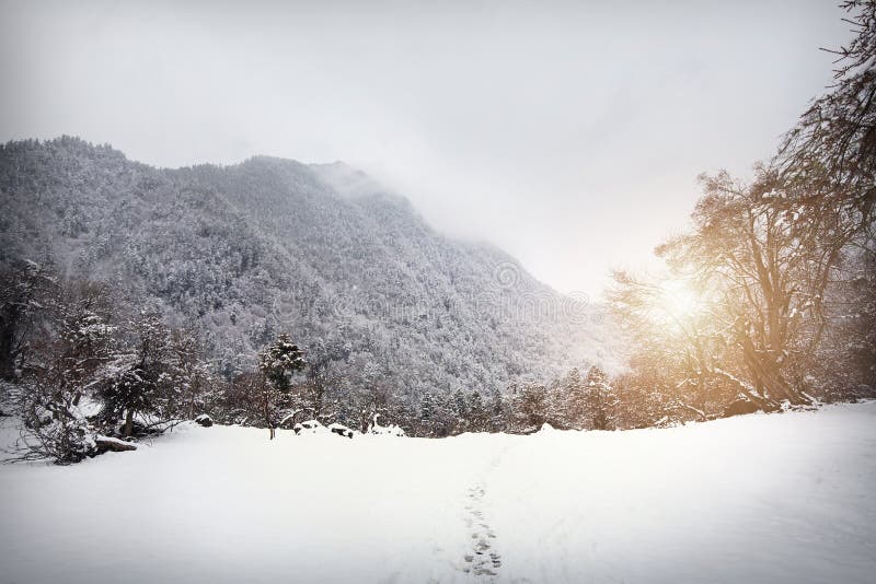 Snowy day in park stock photo. Image of environment - 100411488