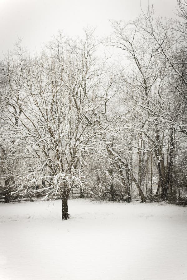 Snowy Day stock image. Image of winter, cool, seasonal - 31052445